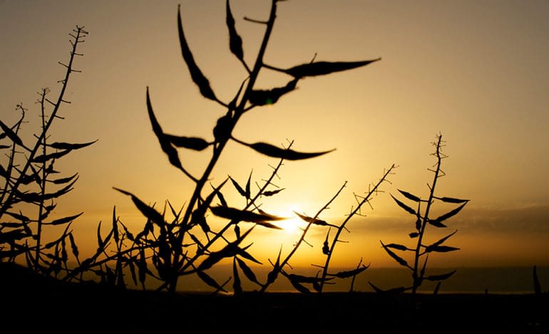 The Undeviating Question